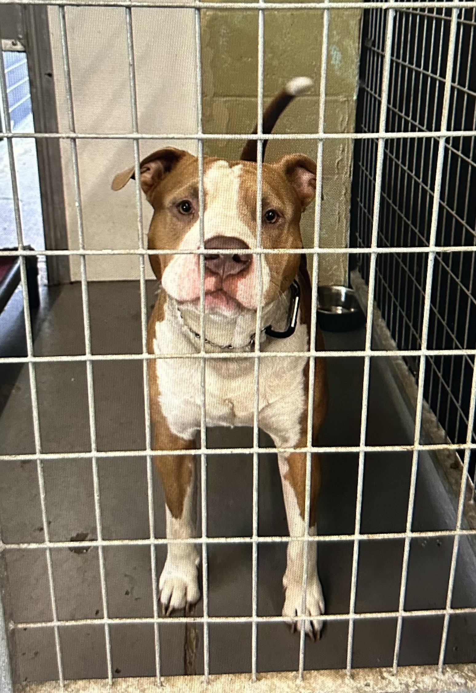 Fundraiser to benefit Dunkirk Animal Shelter | News, Sports, Jobs ...